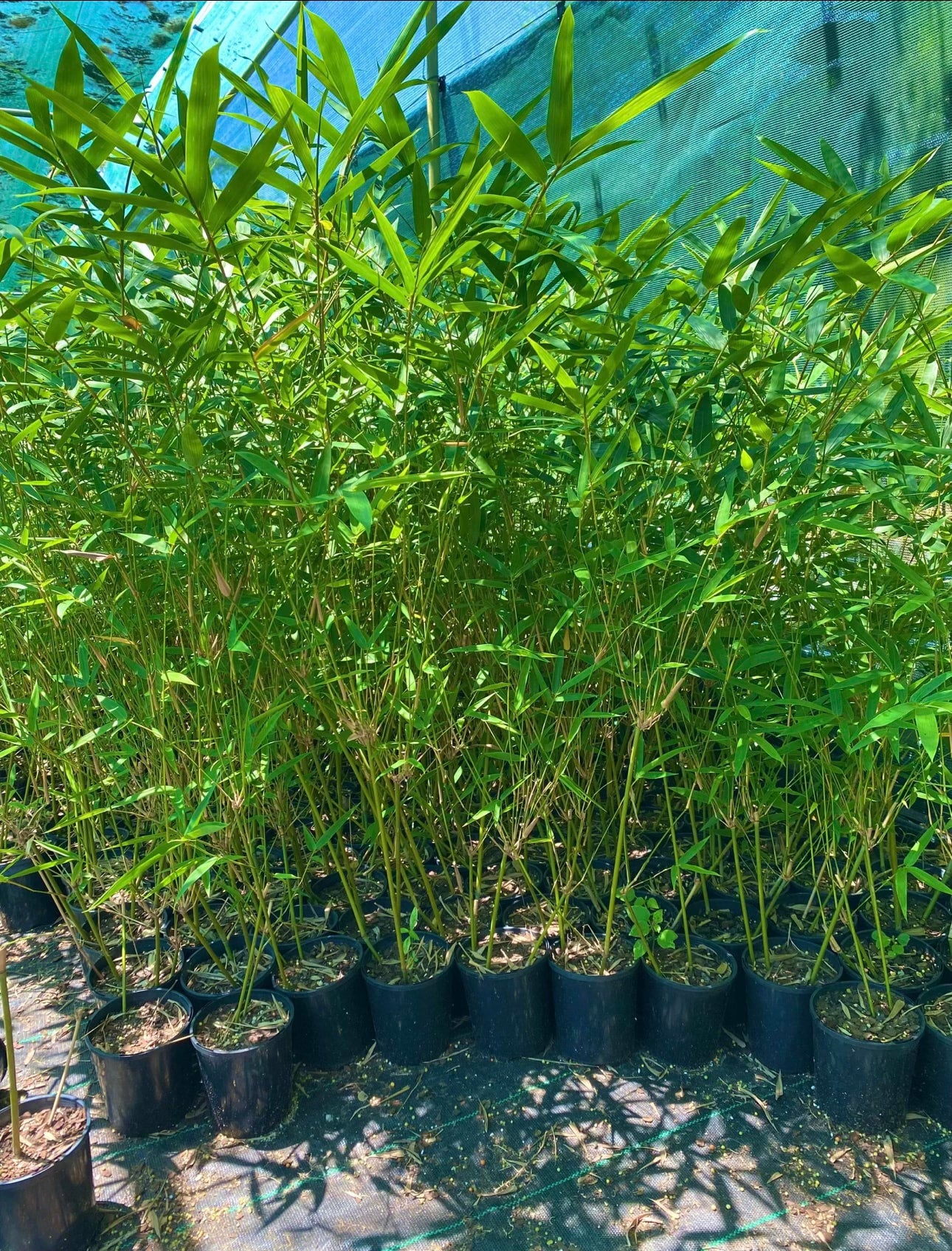 Slender Weavers Bamboo | Bambusa textilis ‘Gracilis’ | SOUTHCOAST Plants