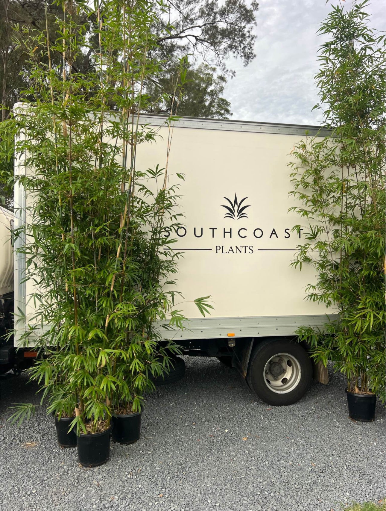 Slender Weavers Bamboo | Bambusa textilis ‘Gracilis’ | SOUTHCOAST Plants