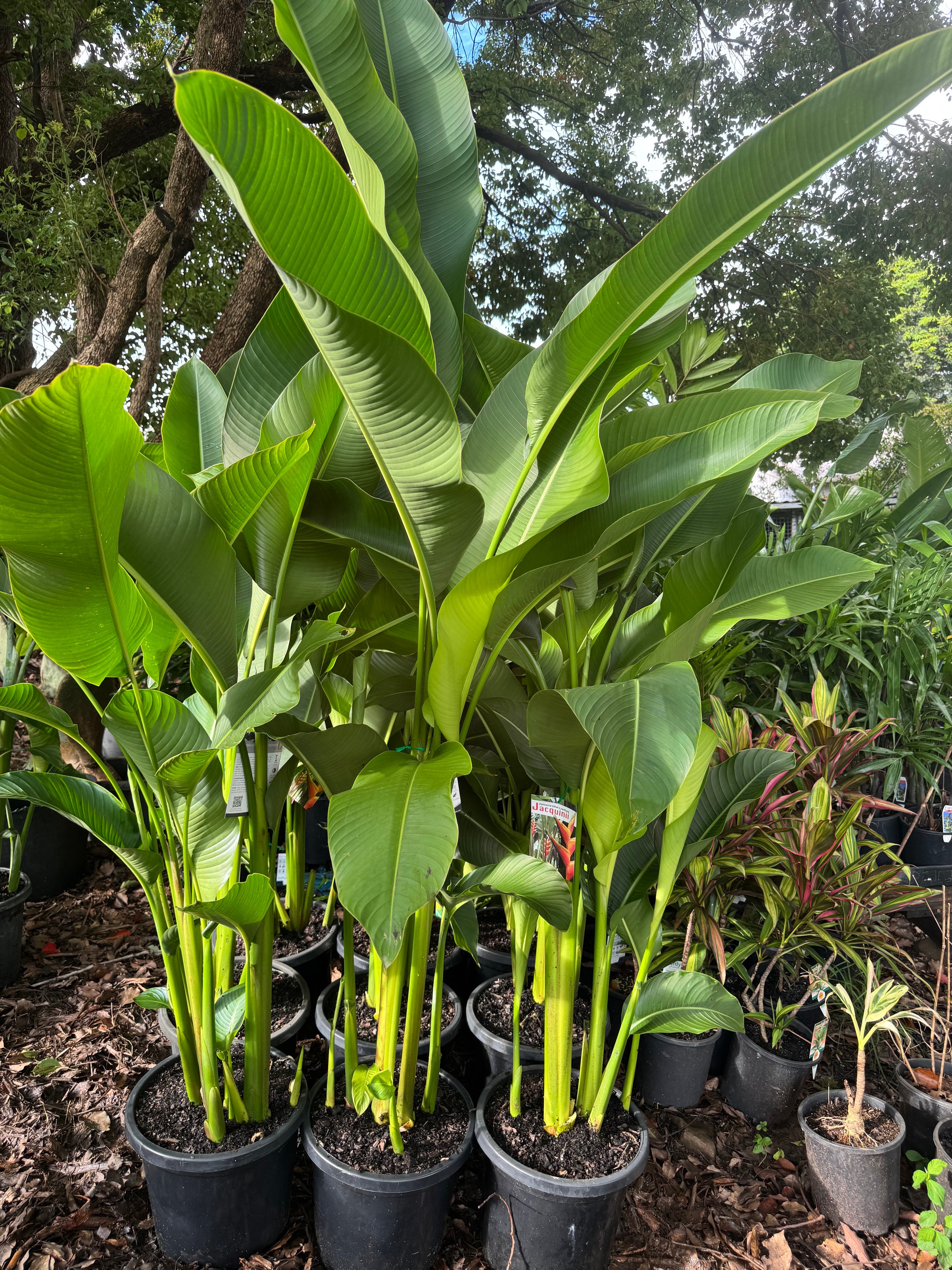 Heliconia Jacquini | SOUTHCOAST Plants