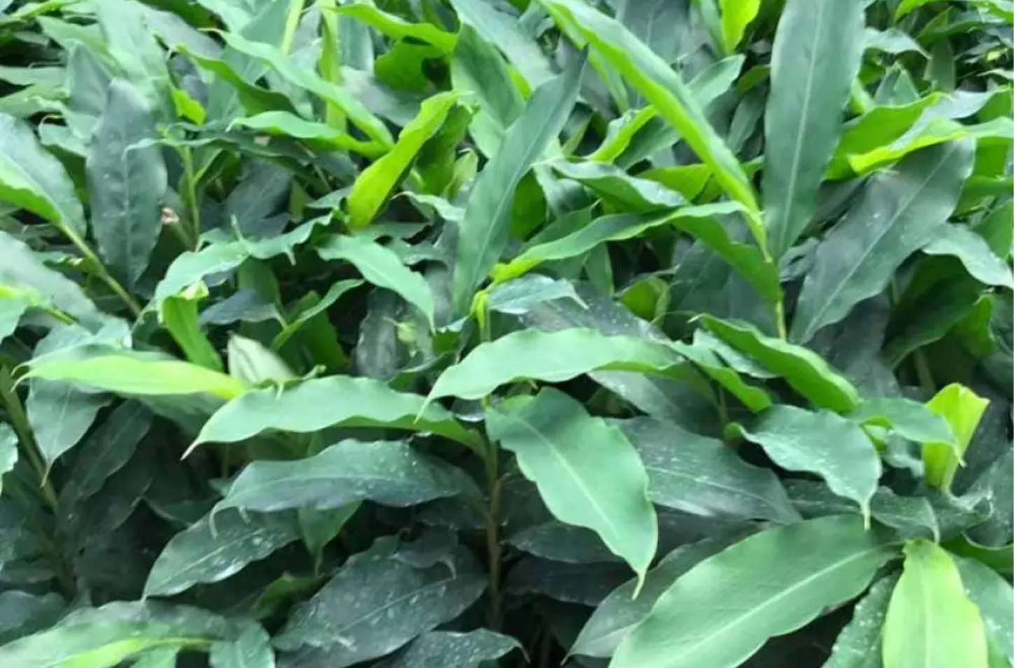 Alpinia Mutica | False Cardamon | SOUTHCOAST Plants