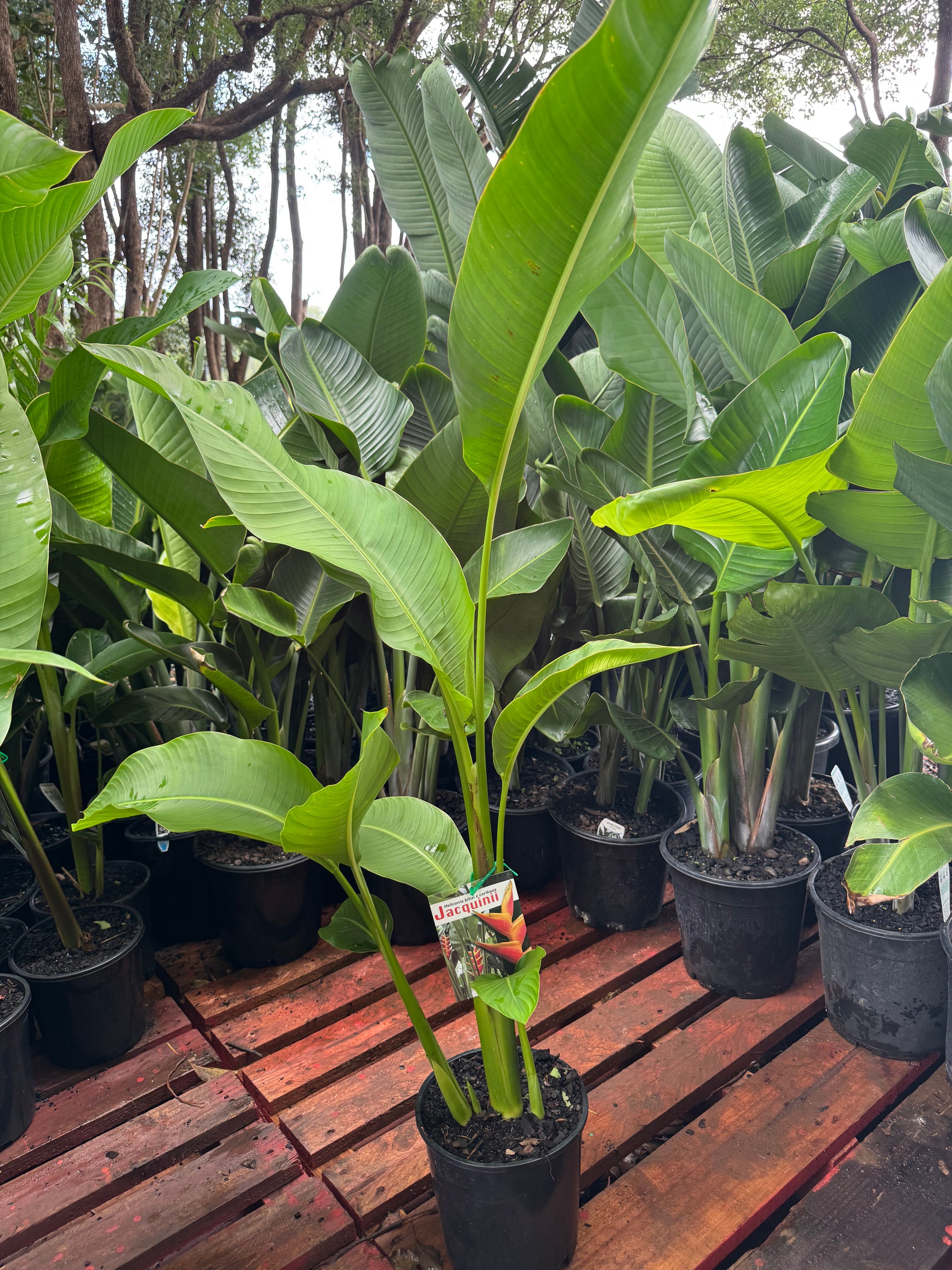Heliconia Jacquini | SOUTHCOAST Plants