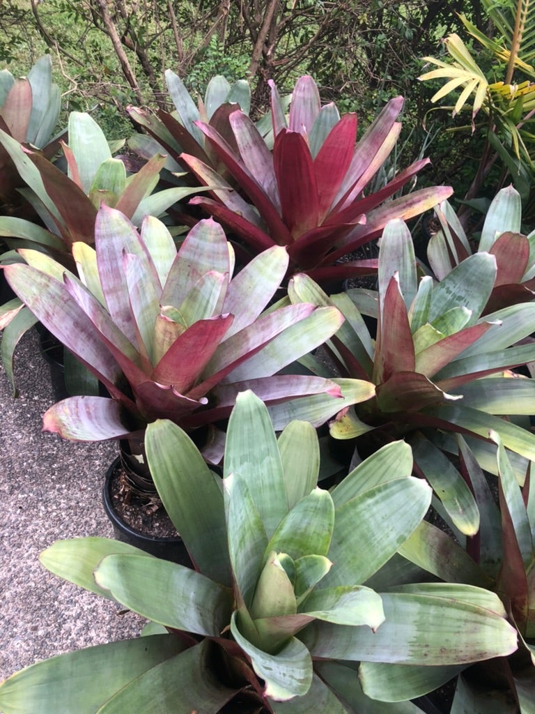 Giant Bromeliad | Alcantarea imperialis ‘Silver Plum’ | SOUTHCOAST Plants