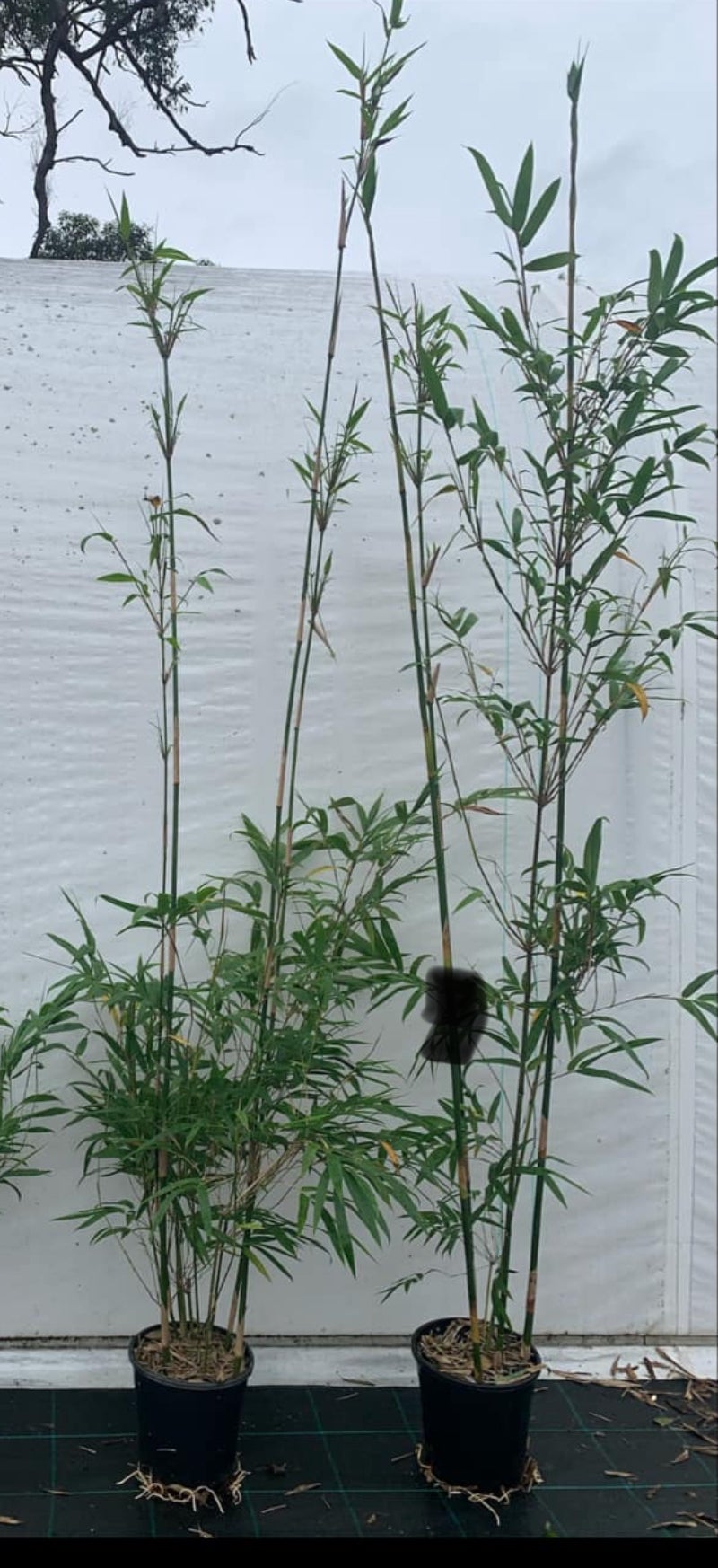 Slender Weavers Bamboo | Bambusa textilis ‘Gracilis’ | SOUTHCOAST Plants