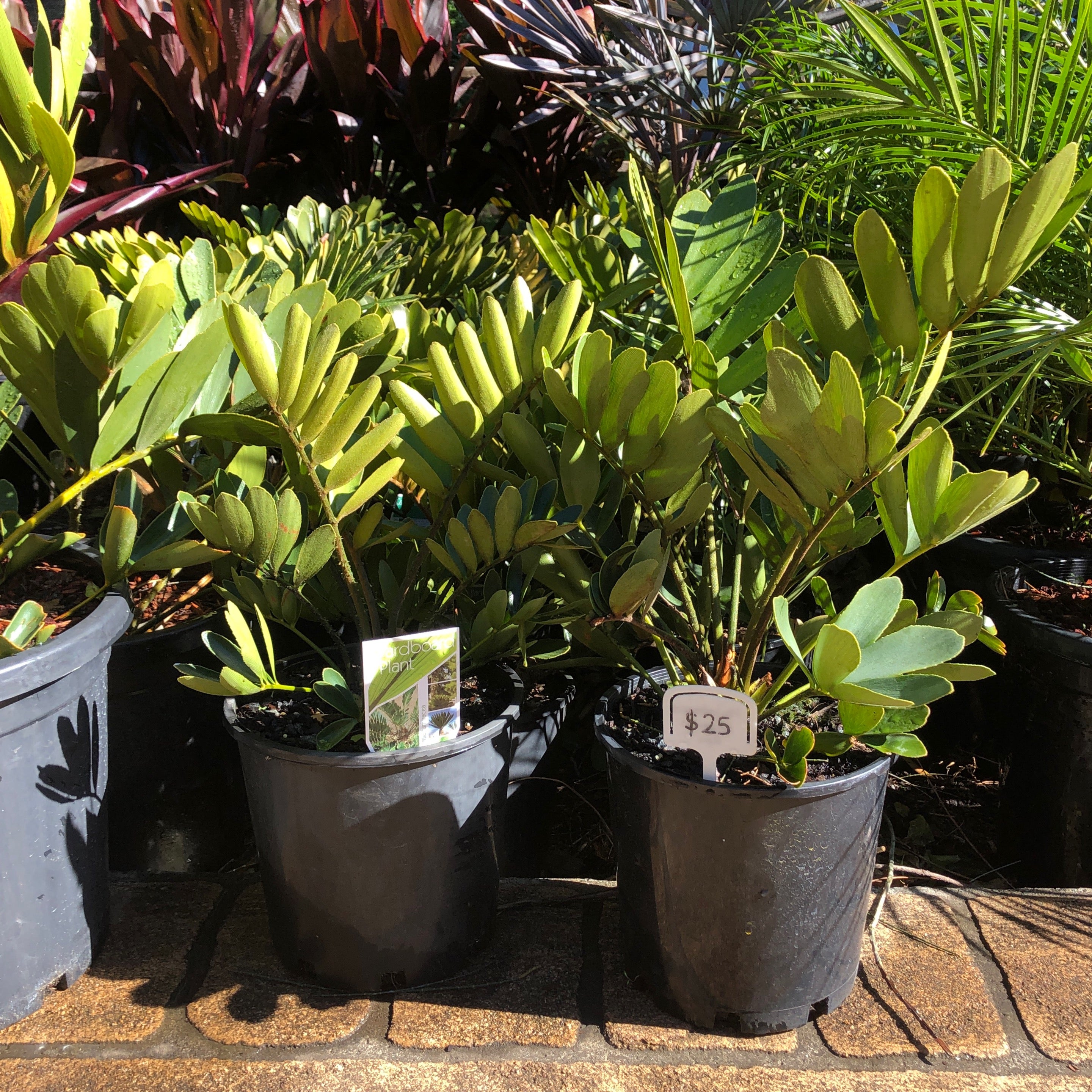 Cardboard Palm | Zamia furfuracea | SOUTHCOAST Plants