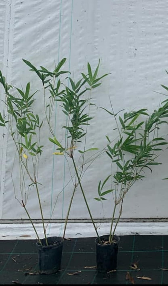 Slender Weavers Bamboo | Bambusa textilis ‘Gracilis’ | SOUTHCOAST Plants