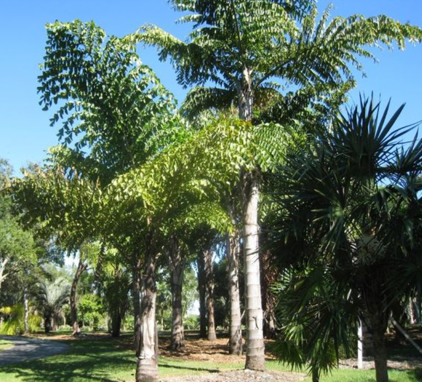 Fishtail Palm | Caryota mitis | SOUTHCOAST Plants