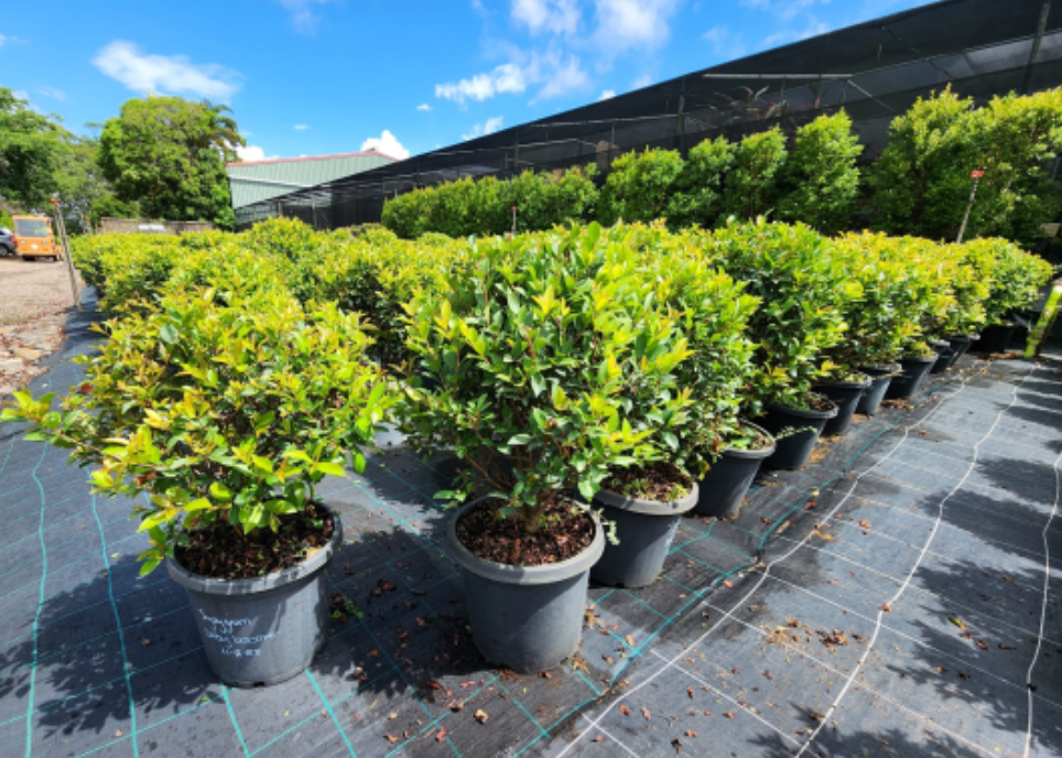 Lilly Pilly | Syzygium australe Baby Boomer | SOUTHCOAST Plants