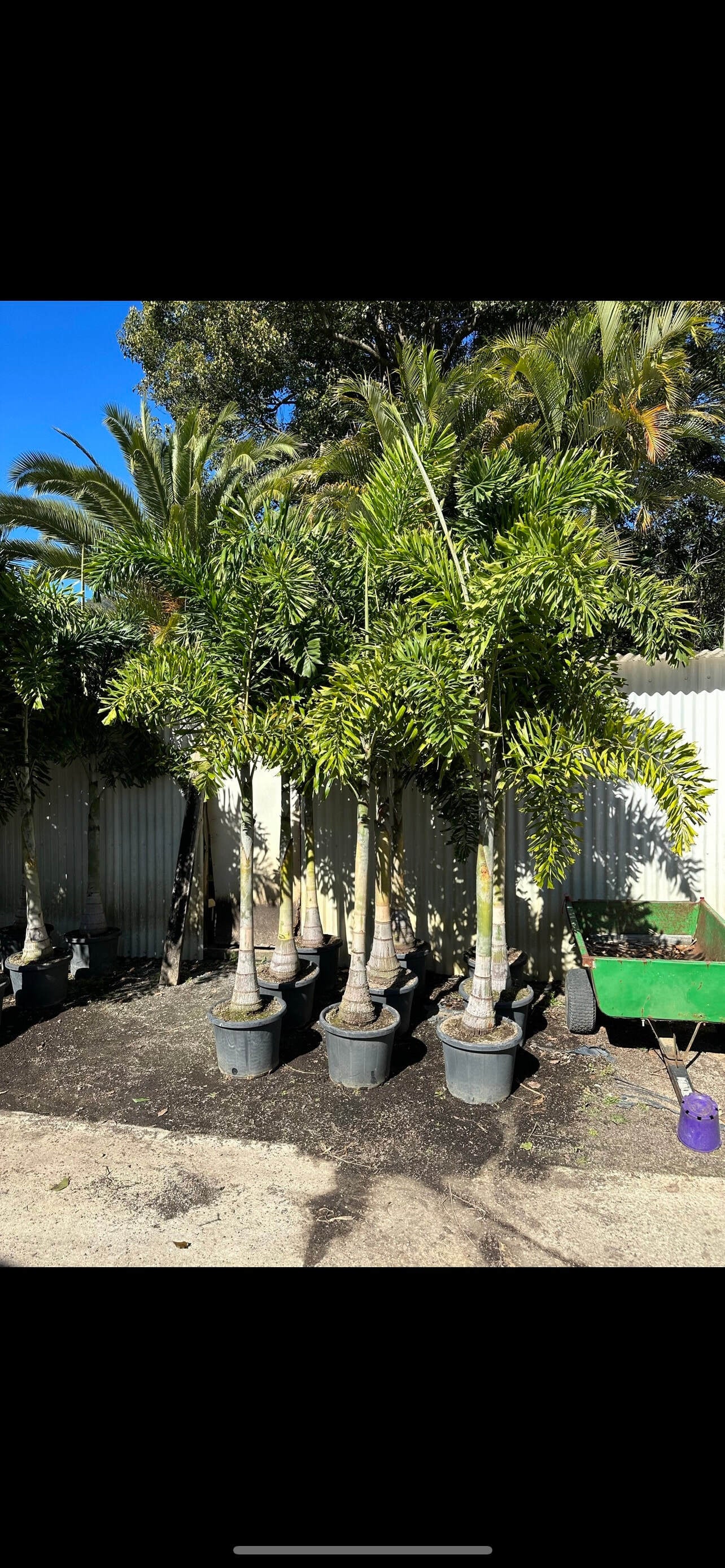 Foxtail Palm | SOUTHCOAST Plants
