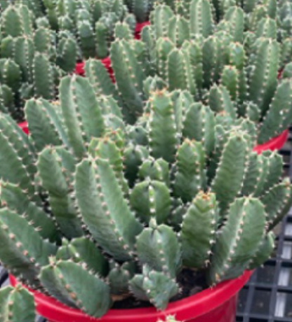 Euphorbia resinifera‘ Moroccan Mound’ | SOUTHCOAST Plants