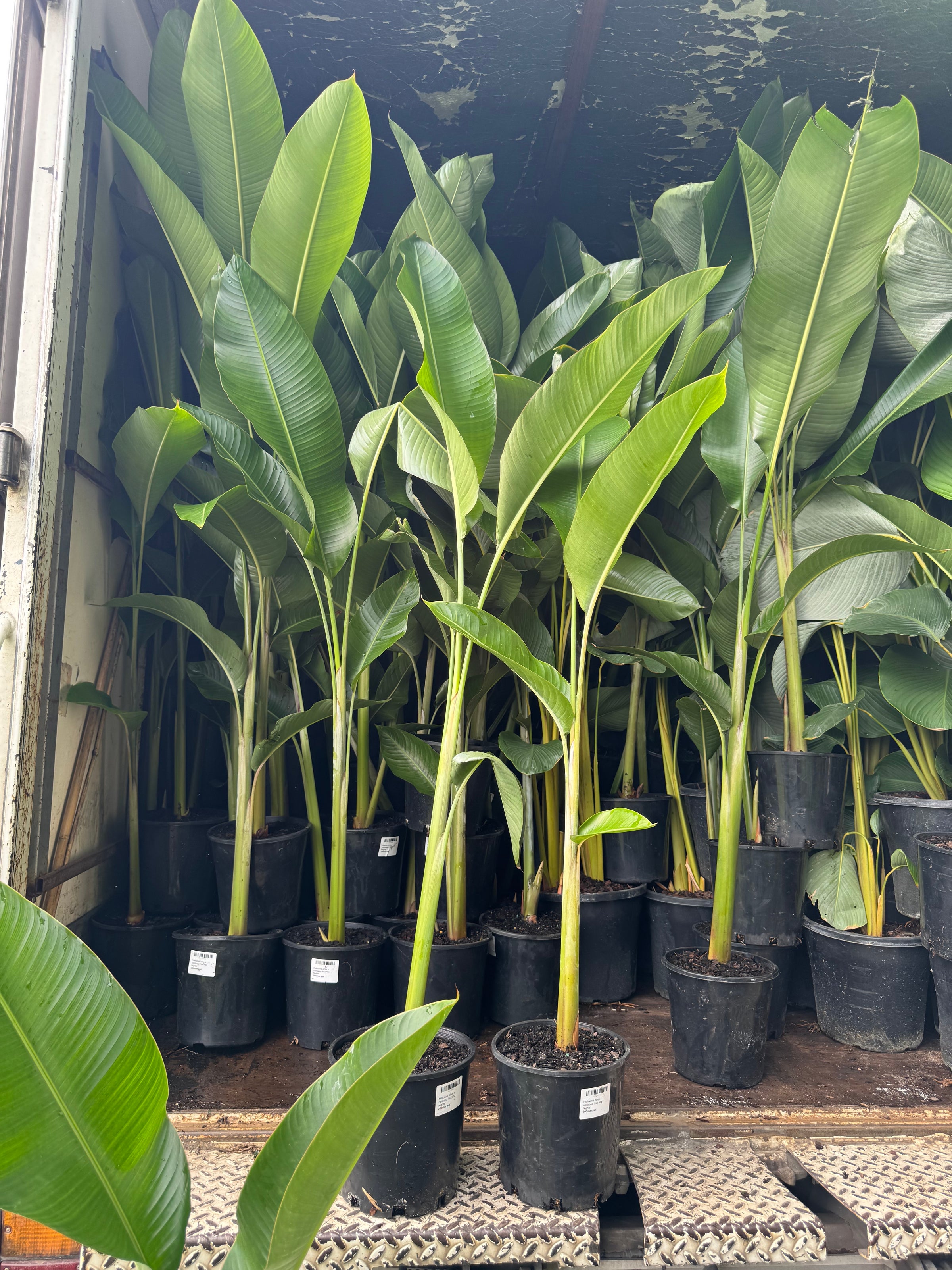 Heliconia Hot Rio Nights | SOUTHCOAST Plants