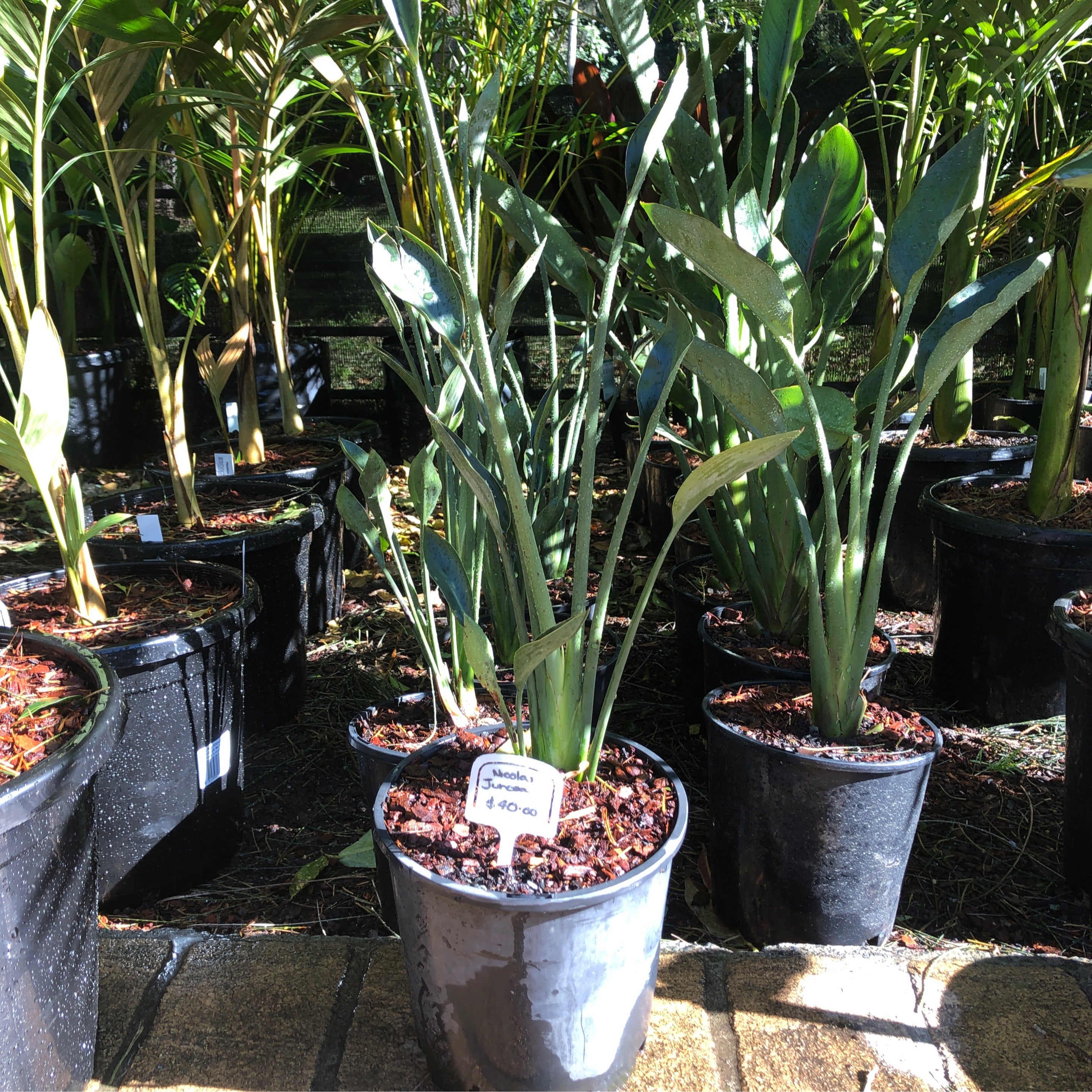 Strelitzia juncea | Narrow Leaf Bird of Paradise | SOUTHCOAST Plants