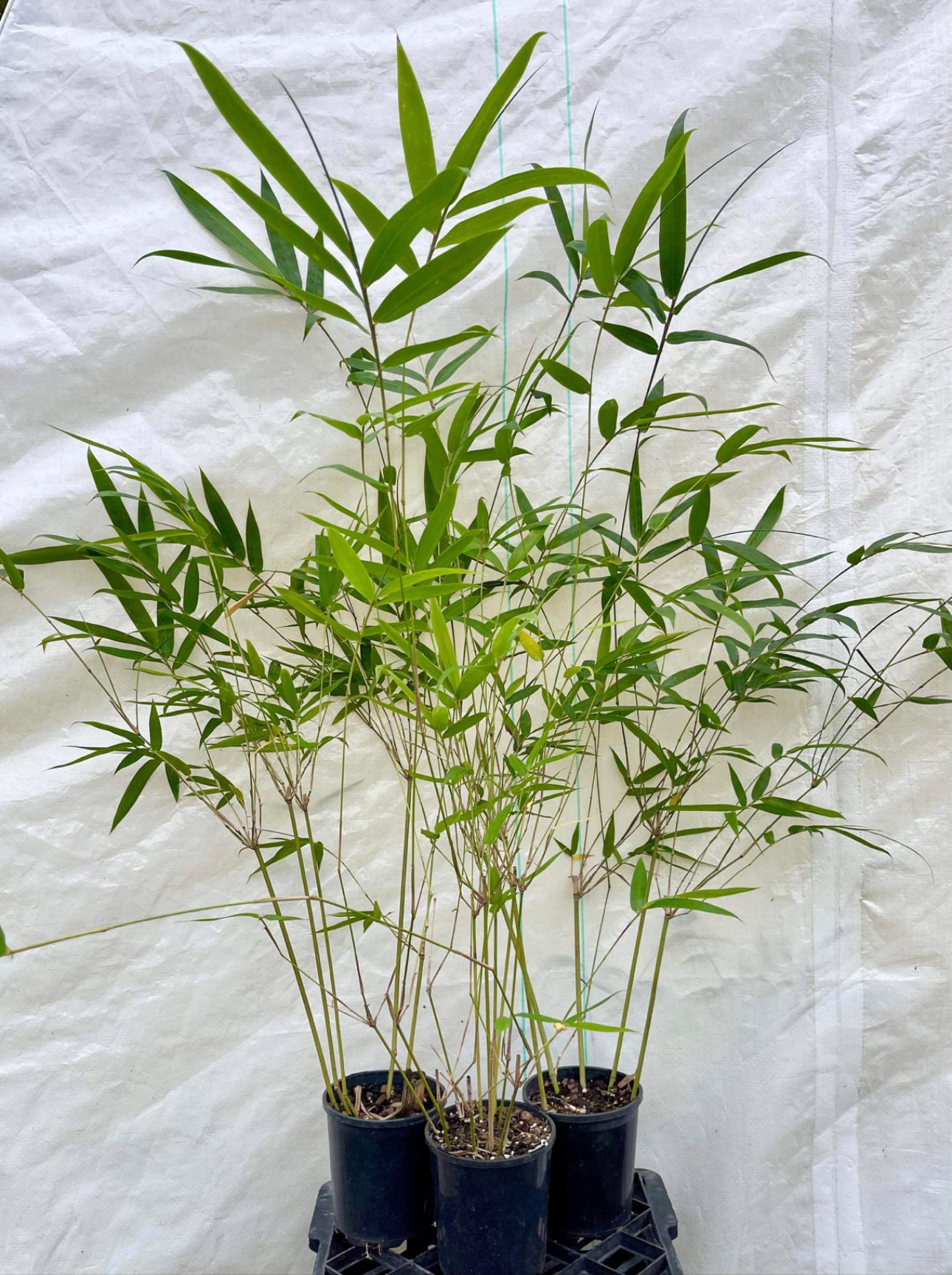 Slender Weavers Bamboo | Bambusa textilis ‘Gracilis’ | SOUTHCOAST Plants