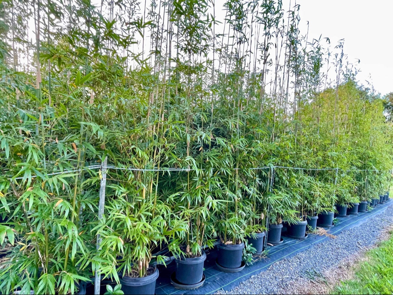 Slender Weavers Bamboo | Bambusa textilis ‘Gracilis’ | SOUTHCOAST Plants