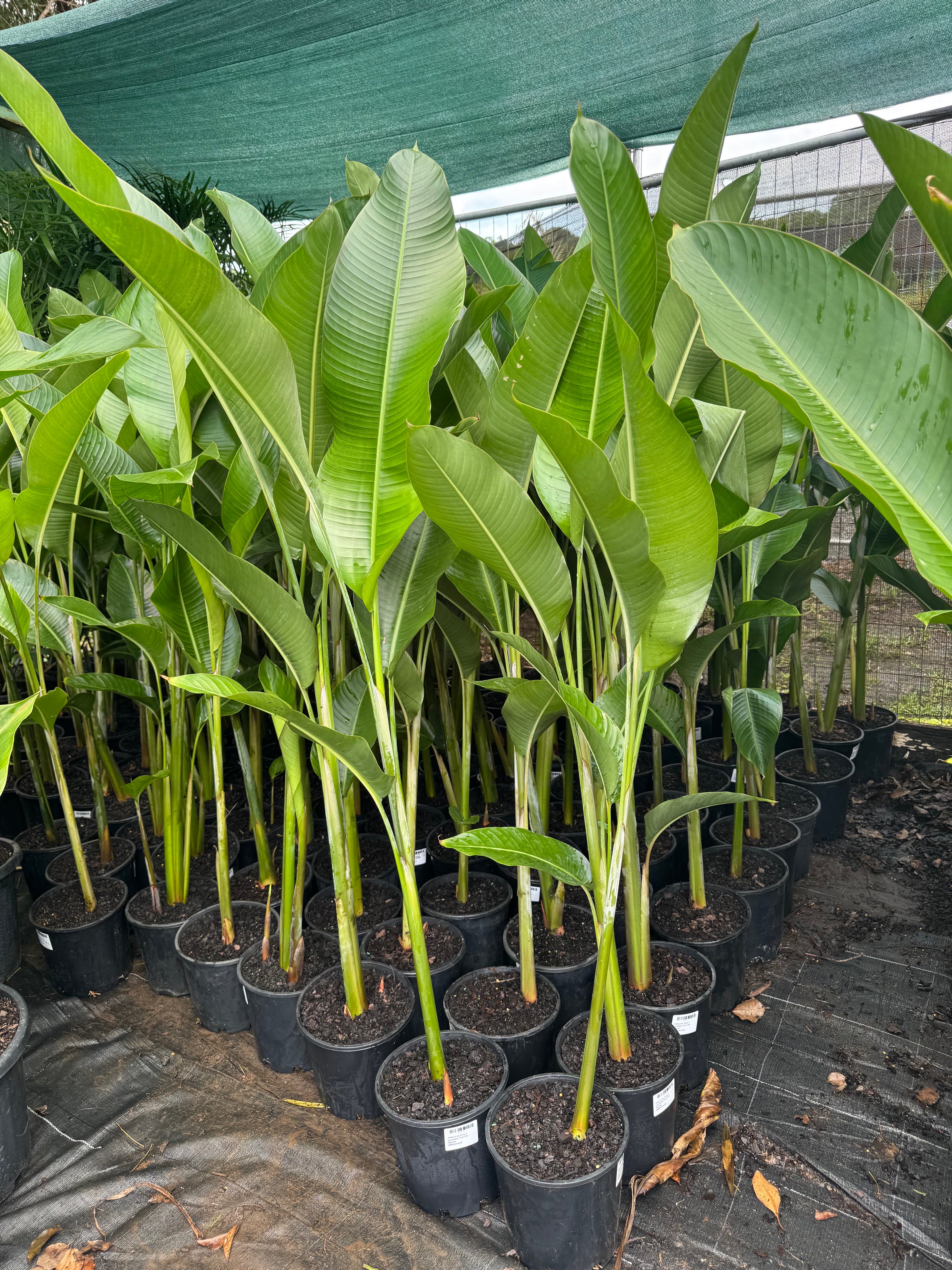 Heliconia Hot Rio Nights | SOUTHCOAST Plants