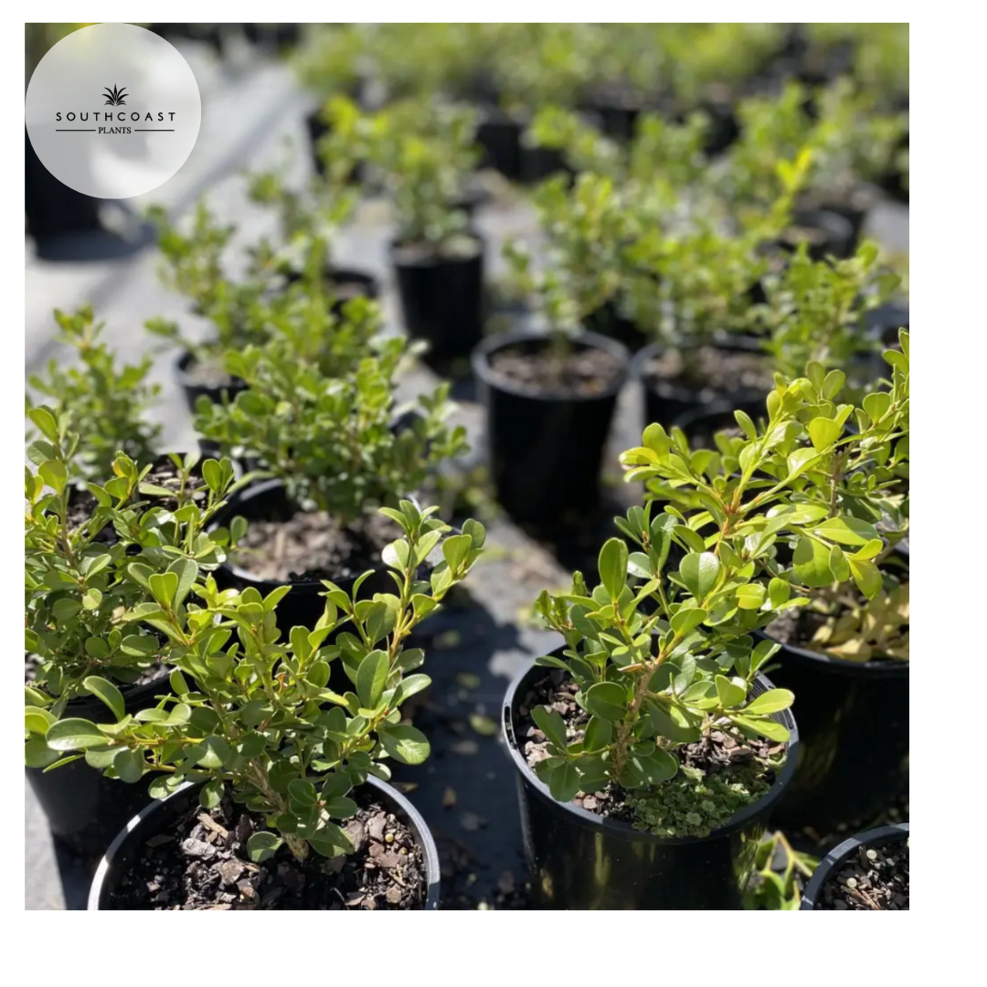 Buxus microphylla japonica Japanese Box | SOUTHCOAST Plants