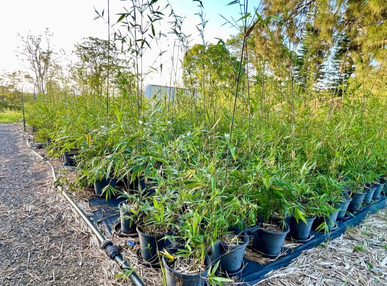 Slender Weavers Bamboo | Bambusa textilis ‘Gracilis’ | SOUTHCOAST Plants