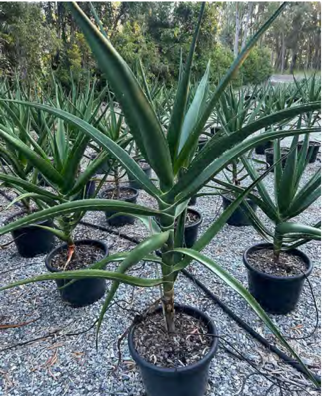 Tree Aloe | Aloe barberae | SOUTHCOAST Plants