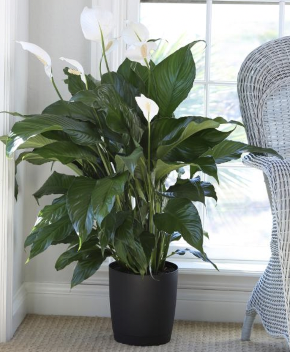 Giant Peace Lily | Spathiphyllum ‘Sensation’ | SOUTHCOAST Plants