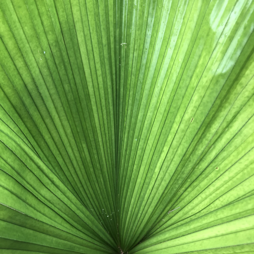 Licuala Elegans Large 500mm pot | SOUTHCOAST Plants