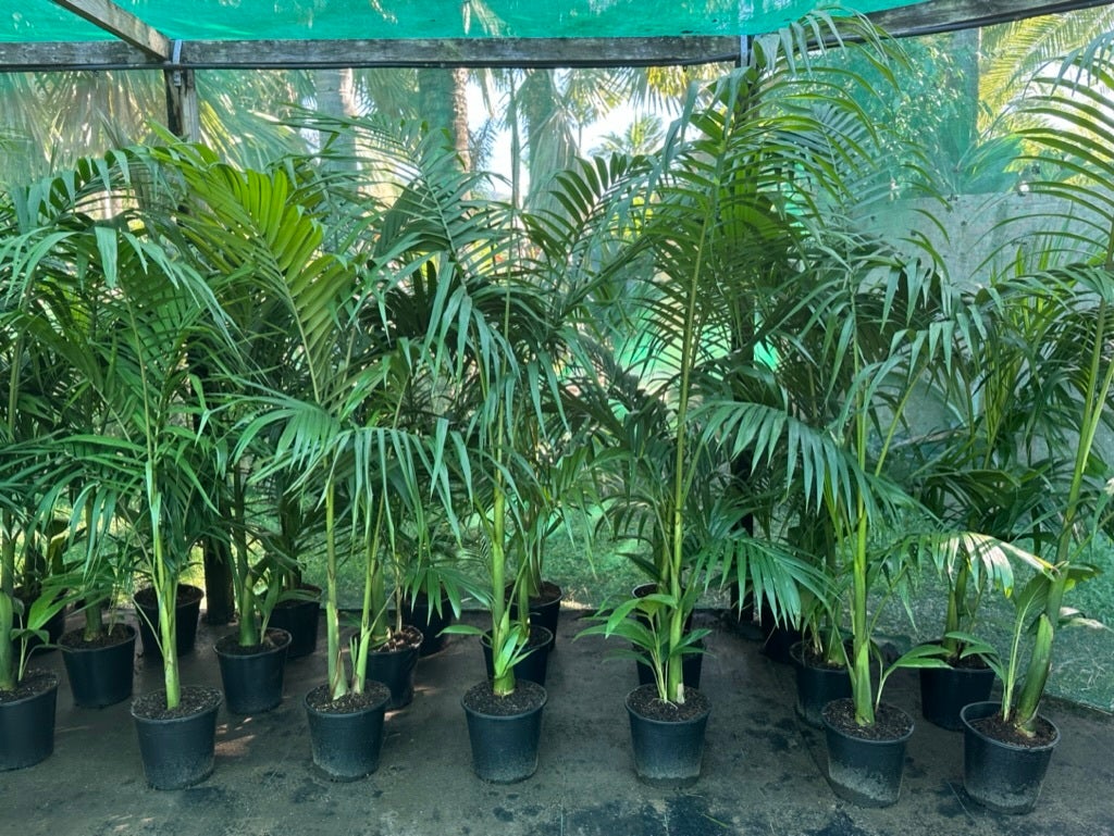 Bangalow Palm 250mm | SOUTHCOAST Plants Bangalow Palm 250mm | SOUTHCOAST Plants
