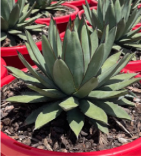 Agave 'Blue Emperor' | SOUTHCOAST Plants