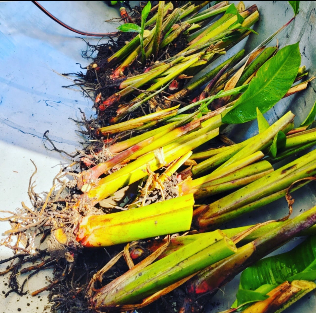 PACK OF 10 Rhizomes - Heliconia Hot Rio Pre order for late September ...