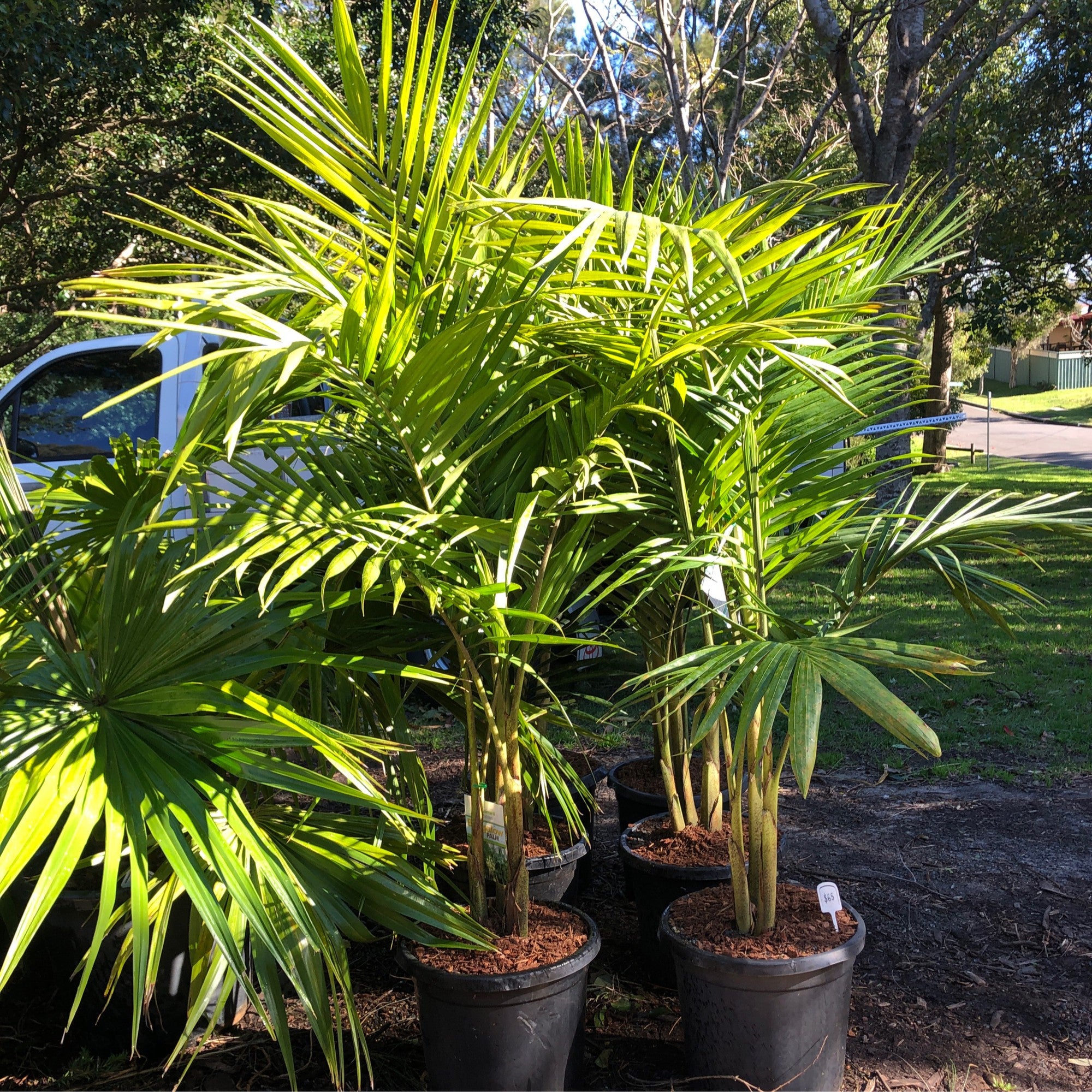 Palms | SOUTHCOAST Plants