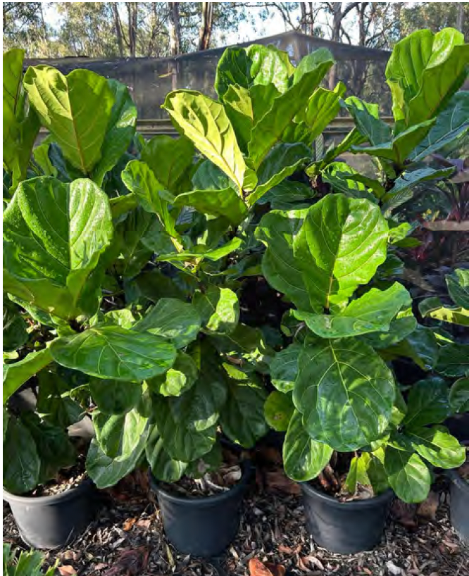 FIDDLE LEAF FIG 400mm pot | SOUTHCOAST Plants