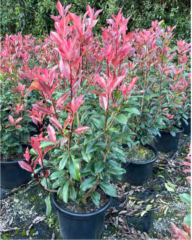 Photinia Red Robin 400mm pot | SOUTHCOAST Plants
