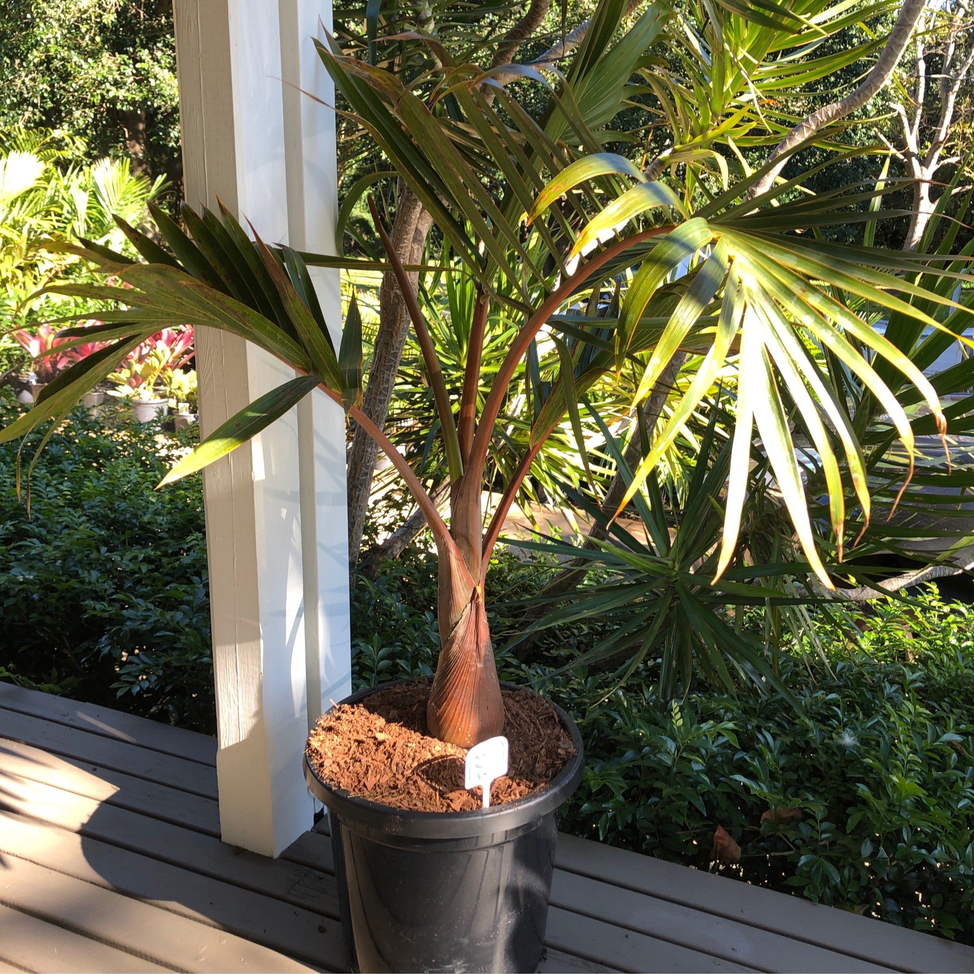 Palms | SOUTHCOAST Plants